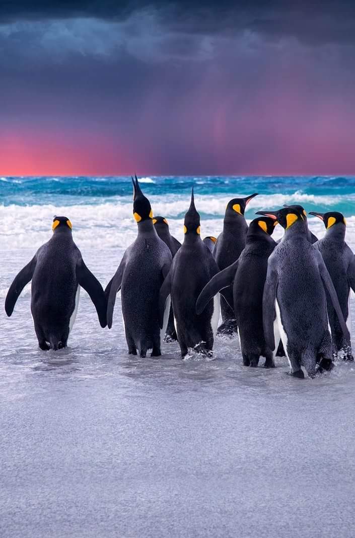 pingouins sur la banquise 10